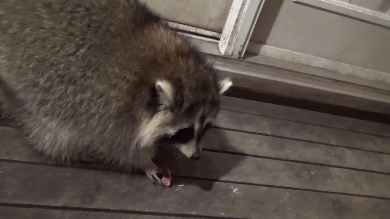 Thursday Night - Six Raccoons ( Part Two) - YouTube