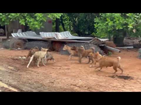 Stray dog love fighting - YouTube