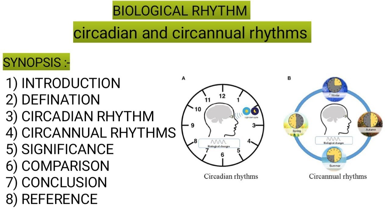 biological rhythm | circadian and circannual rhythms | significance ...