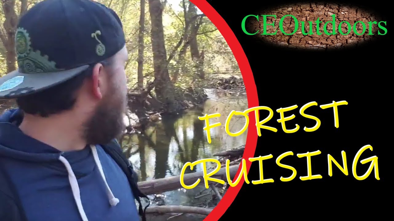 Forest Cruising - Out For A Hike - YouTube