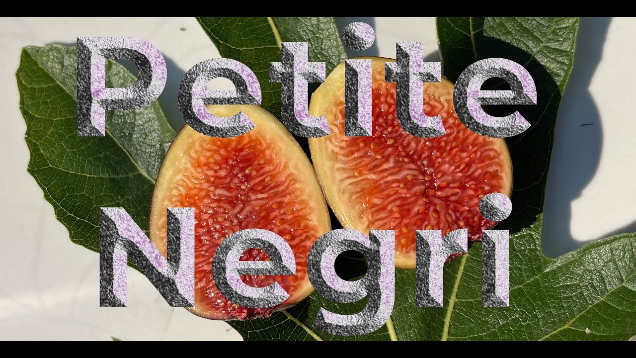 Petite Negri - A good Violet de Bordeaux-type fig variety for the east ...