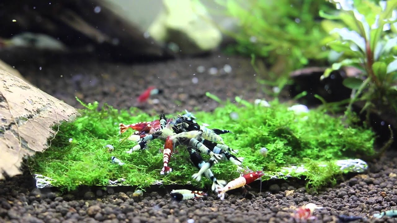 Pinto shrimps - by ShrimpCorner.co.uk - YouTube