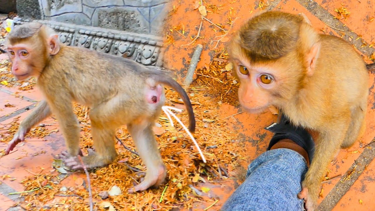 Oh my brother...Hey monkey SARO this time I don’t have food to you but ...