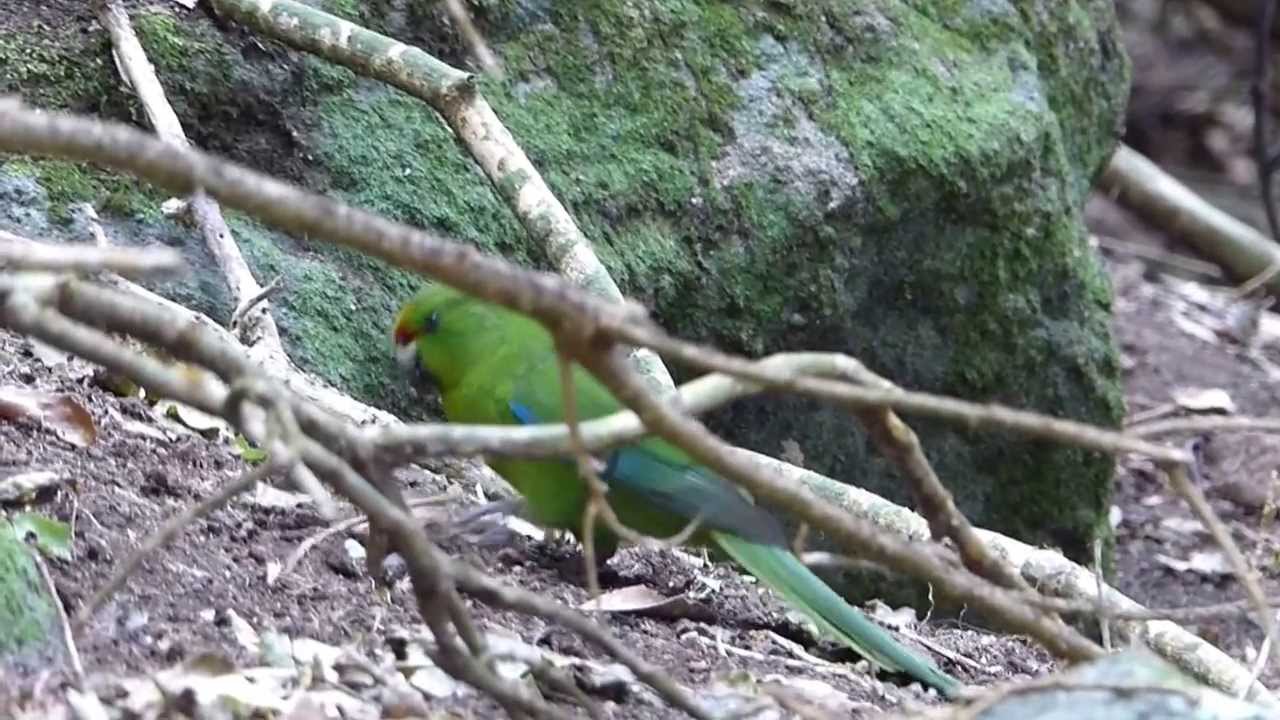 Forbes Parakeet on Mangere Island, March 2013 - YouTube