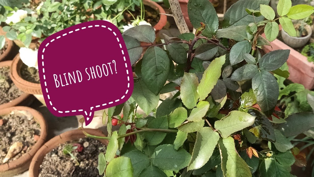 Blind shoots..in rose plant?.... reasons and cure. - YouTube