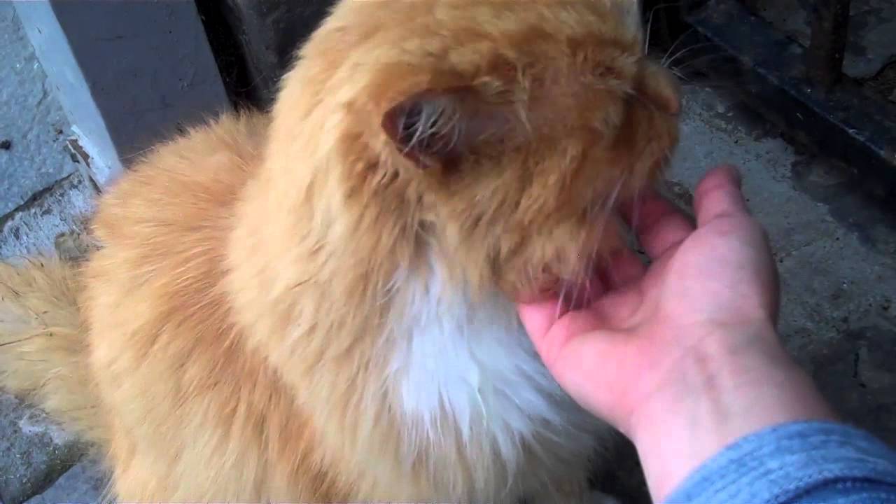 Hamish McHamish of St Andrews - Meow, Stroke & Purr - YouTube