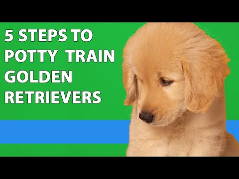 How To Potty Train Your Golden Retriever Puppy (5 Easy Steps)
