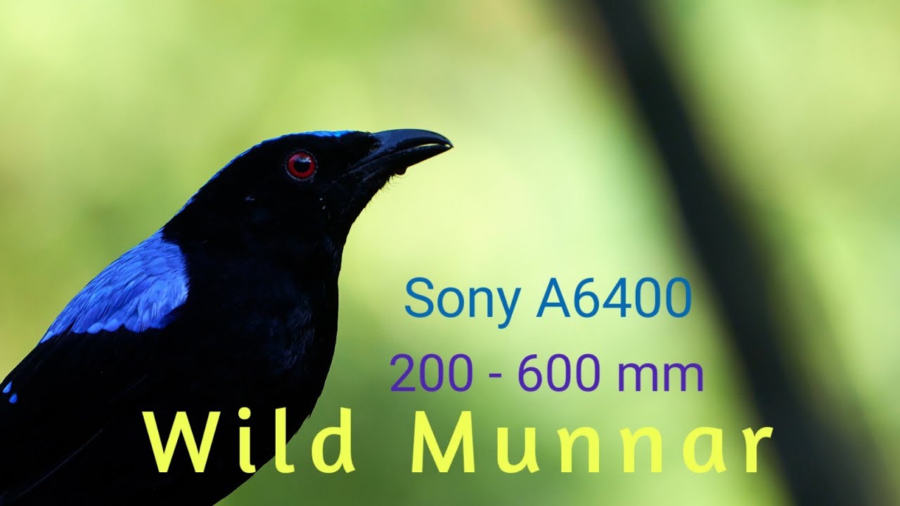 Munnar Birds and Wildlife Sony mirrorless clips - YouTube