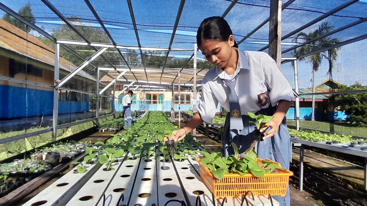 BUDIDAYA SAYURAN DENGAN SISTEM HYDROPONIK || MENANAM SAYURAN DENGAN ...