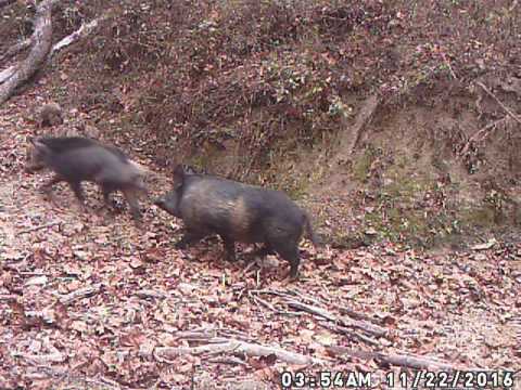Big Sounder 5 Big Hogs and several piglets Bankhead Forest --Time off ...