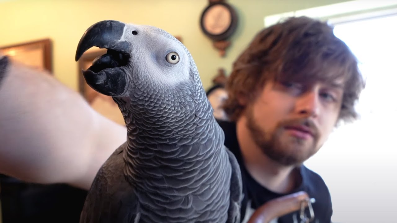 Valentines Day Sorta | Live with Apollo the Talking Parrot - YouTube