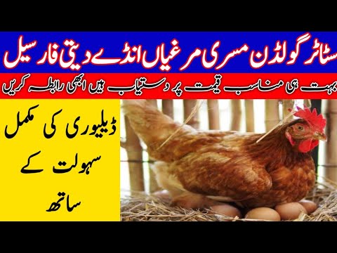 Golden Misri Murgi For Sale | Golden Misri Farming in Pakistan | Murgi ...