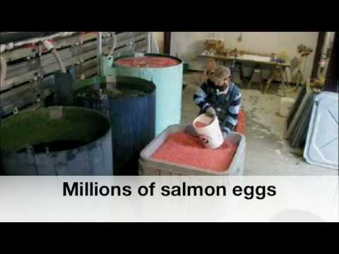 Alaska Salmon Ranching - YouTube