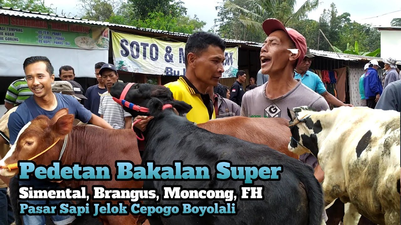 Pedet Bakalan Super Metal Moncong Brangus Pasar Sapi Jelok Boyolali ...