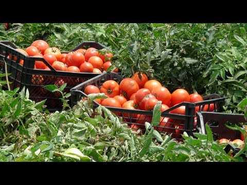 Saatlıda innovativ üsulla əkilən pomidor sahəsindən yüksək məhsul əldə edilib