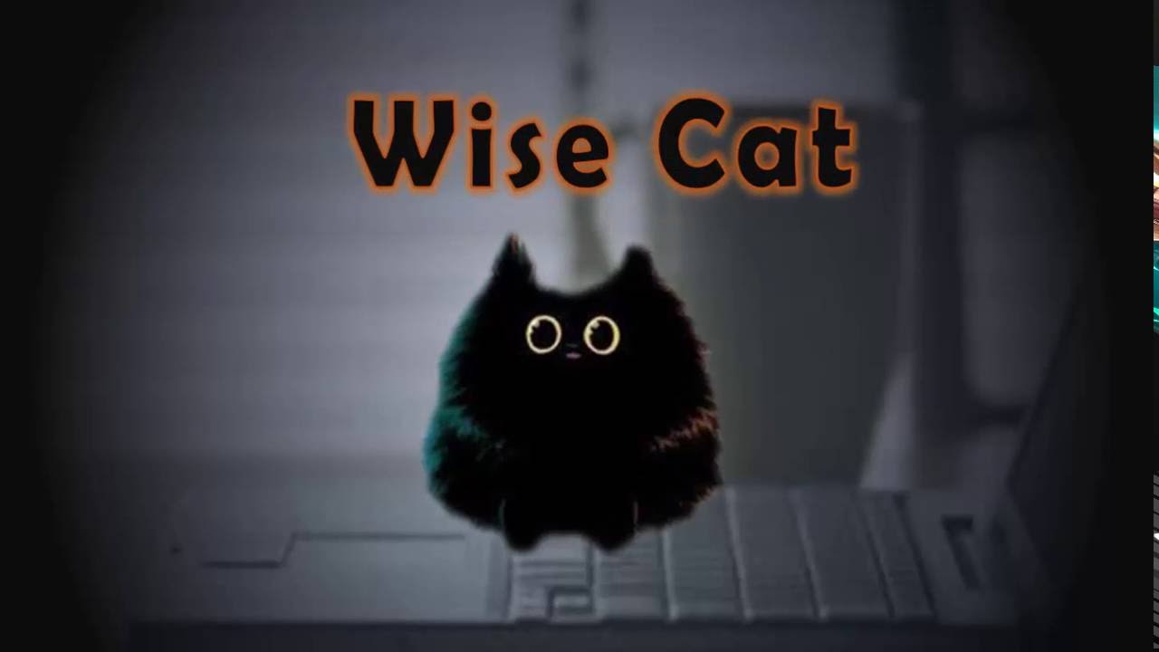 Wise cat - YouTube
