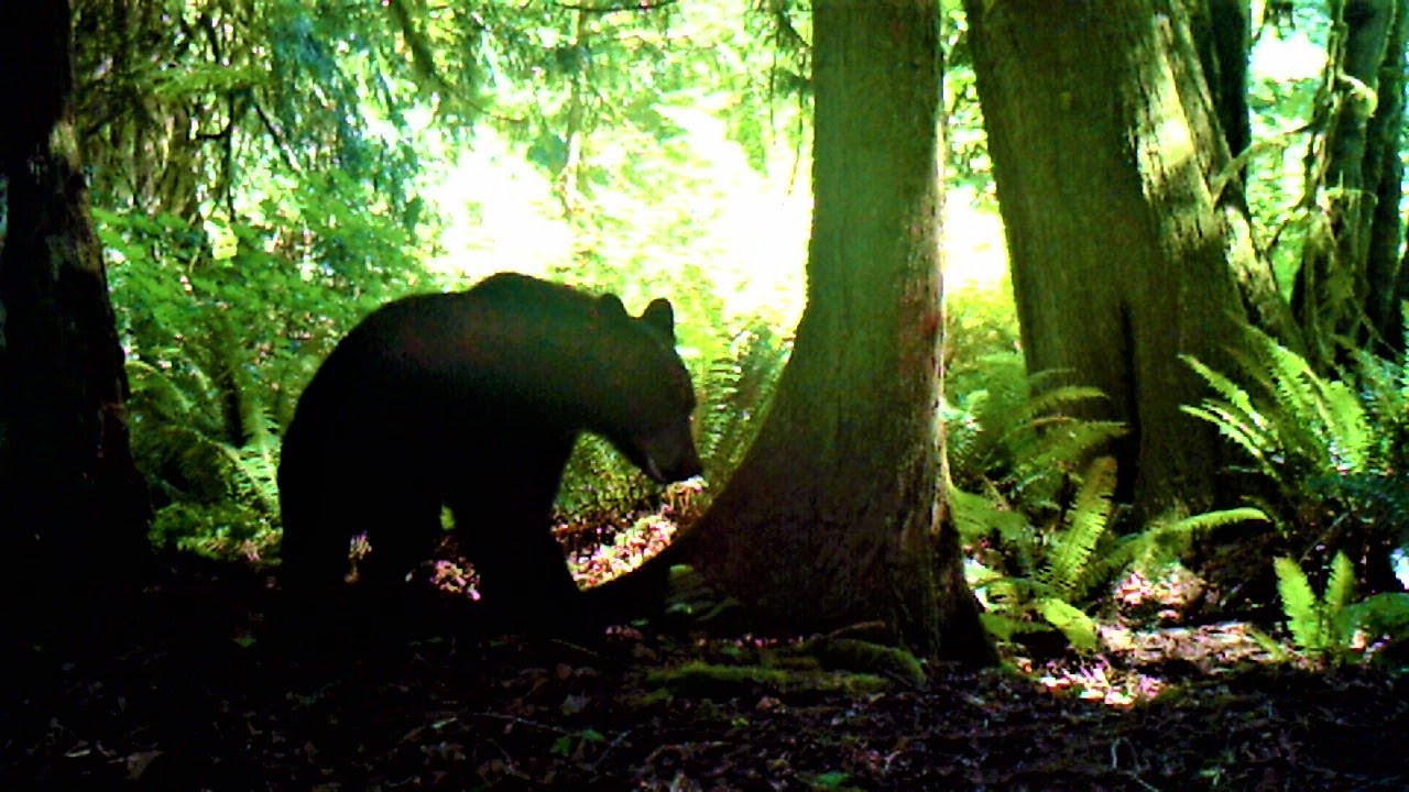Forest Cam 2020 May-Aug - YouTube