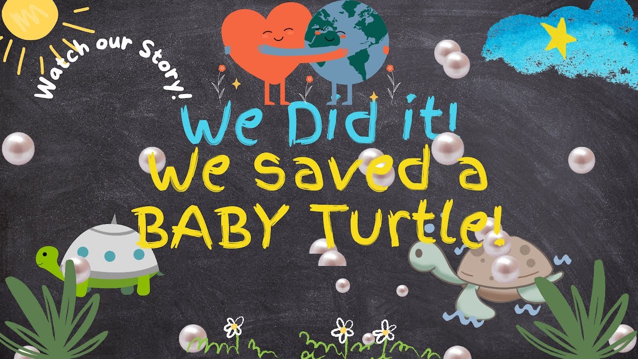 World Turtle Day Special: Saving A Baby Turtle + Rescue & Release Sweet ...