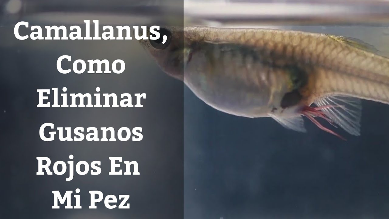 🔵 Camallanus, Gusanos Rojos En El Vientre De Nuestro Pez (Acuarios MB ...