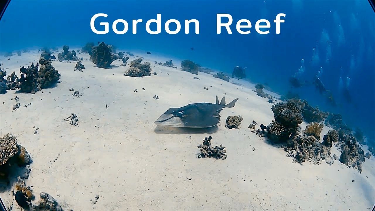 I meet Ray or Shark during scuba diving in Gordon Reef, Tiran island ...