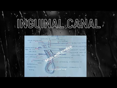 Inguinal canal with diagrams 😱//Anatomy//abdomen - YouTube