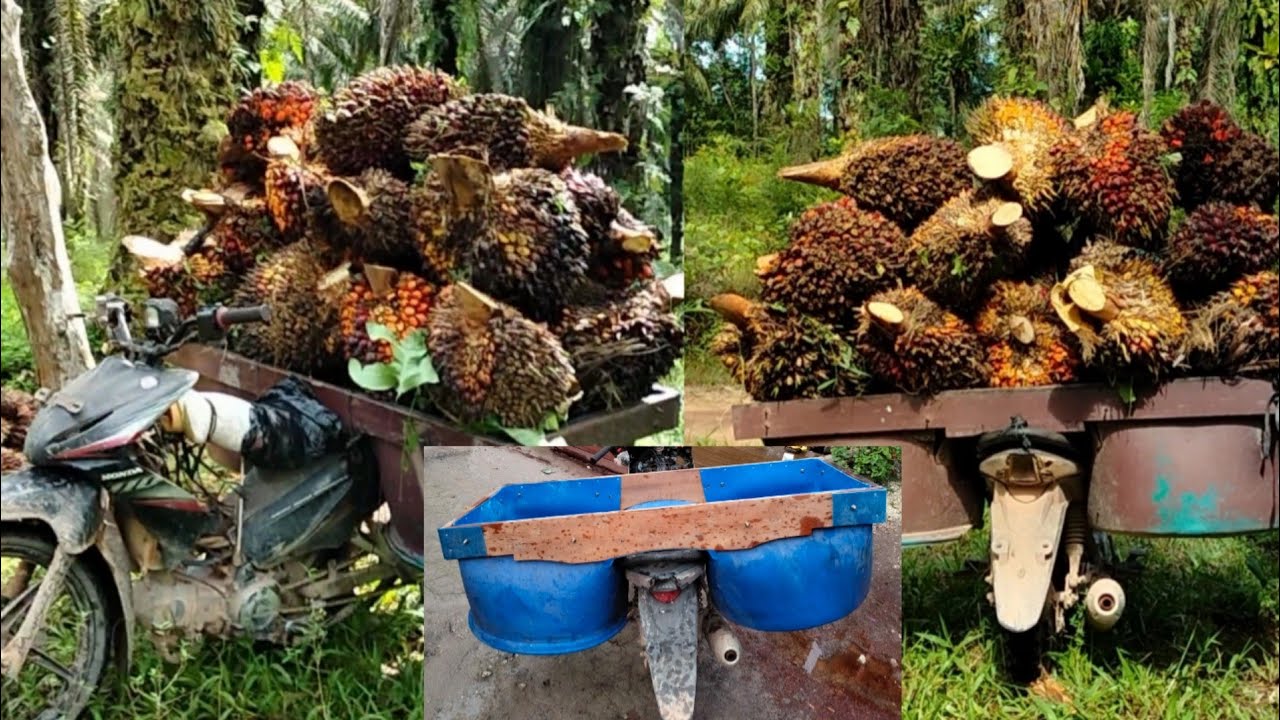 cara membuat keranjang angkut sawit super kuat#obrok # ...