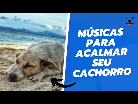 12 HORAS DE MÚSICAS PARA ACALMAR SEU CACHORRO!