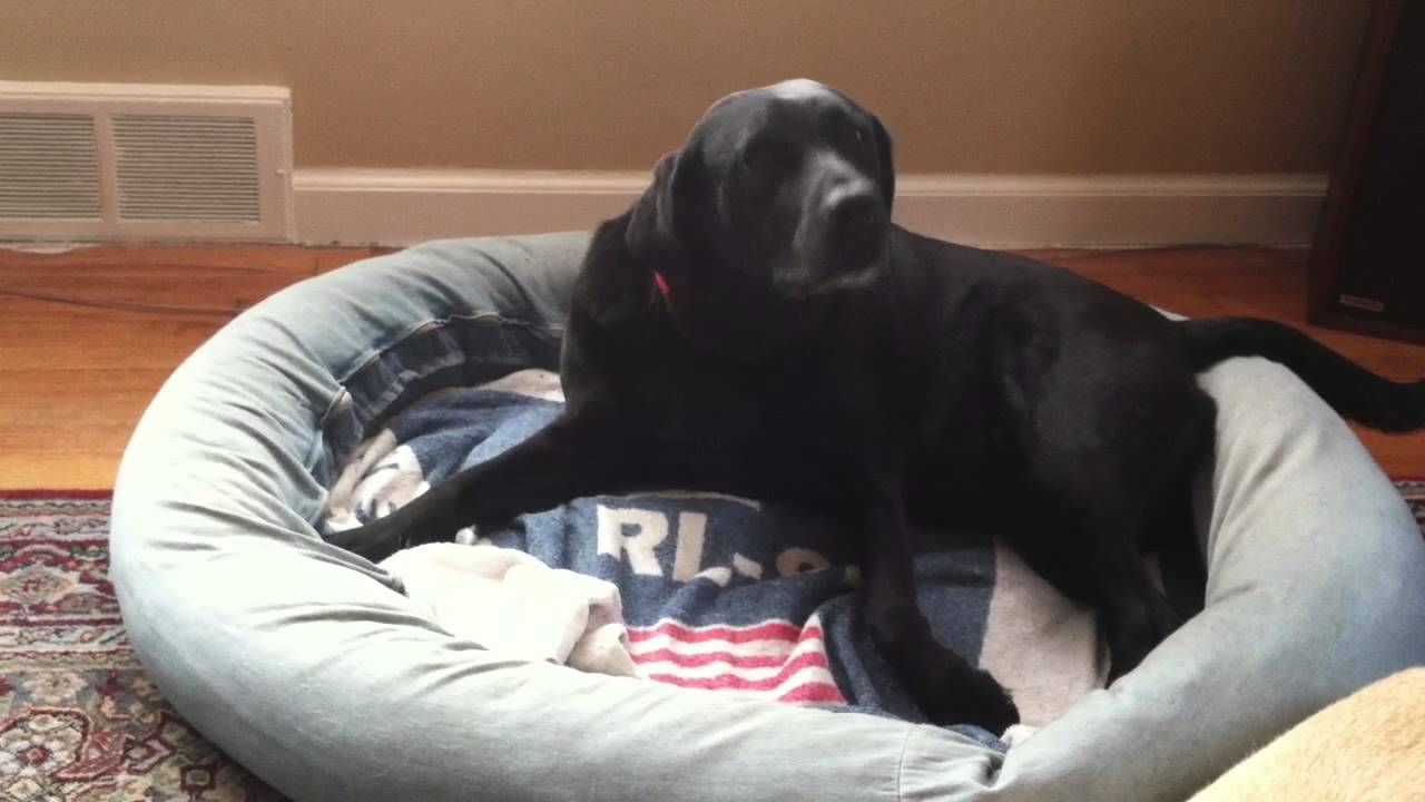 Silly Black Lab - YouTube
