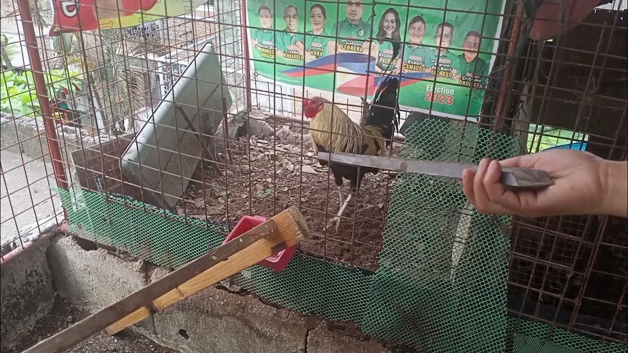 Makabagong paraan para iwas TUKA sa pagpapakain ng mga ALAGANG MANOK - YouTube