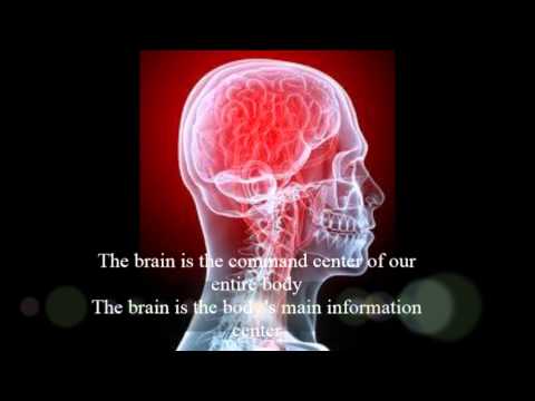 Nervous System Song - YouTube