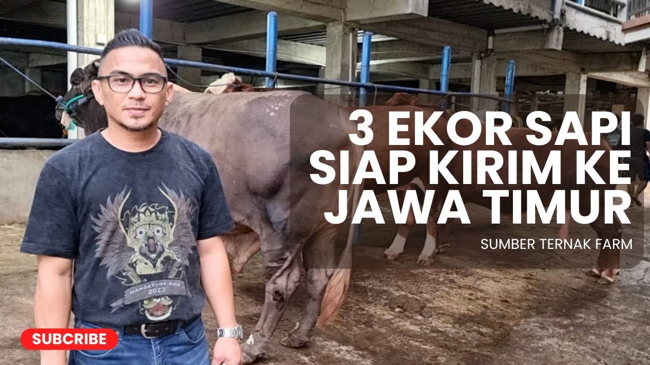 SOLD 3 EKOR SAPI BOBOT 800 UP ‼️ SIAP KIRIM KE JAWA TIMUR | SUMBER ...