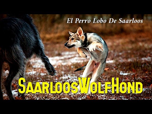 Perro Lobo De Saarloos De Color Blanco