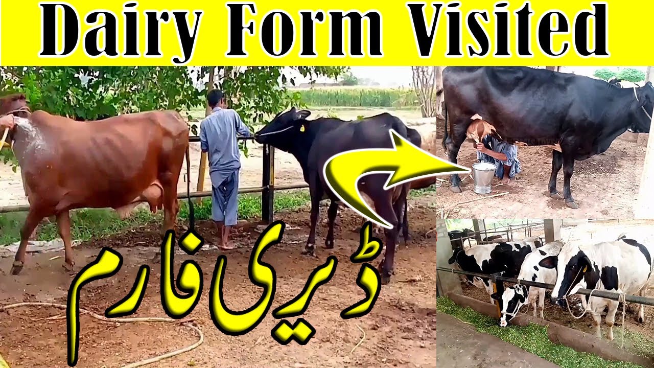 Visited to Dairy Form | Cows | Goats | Buffalo video | All Information ...