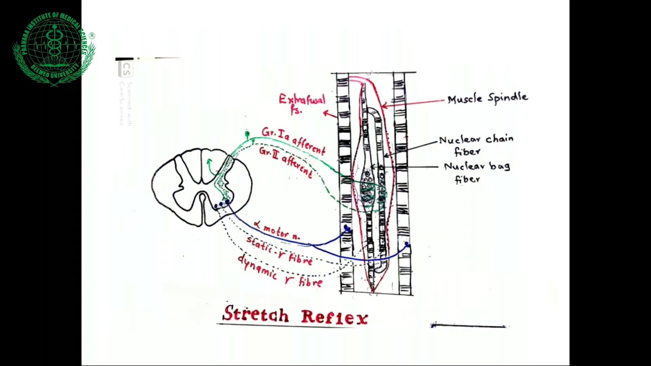 Reflex Action Stretch Reflex - YouTube
