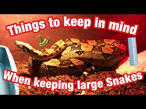 Things To Keep In Mind When Keeping BIG Snakes | Tips and Tricks ...