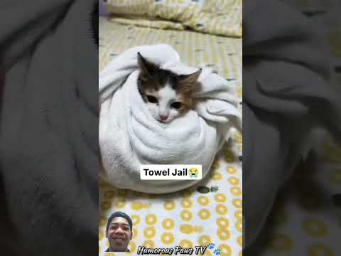 Game over #cat #funny - YouTube