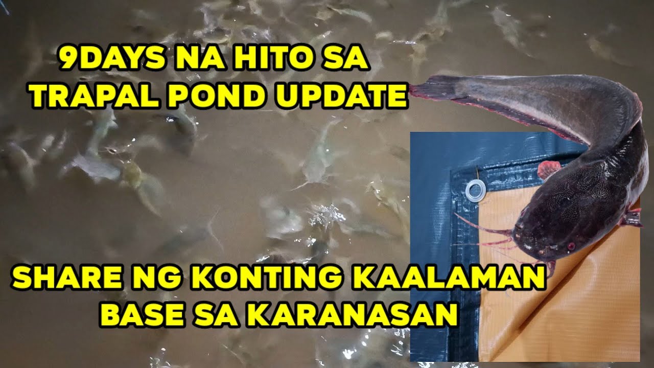 update sa 9days na nating hito sa trapal pond. share ng kaalaman base ...