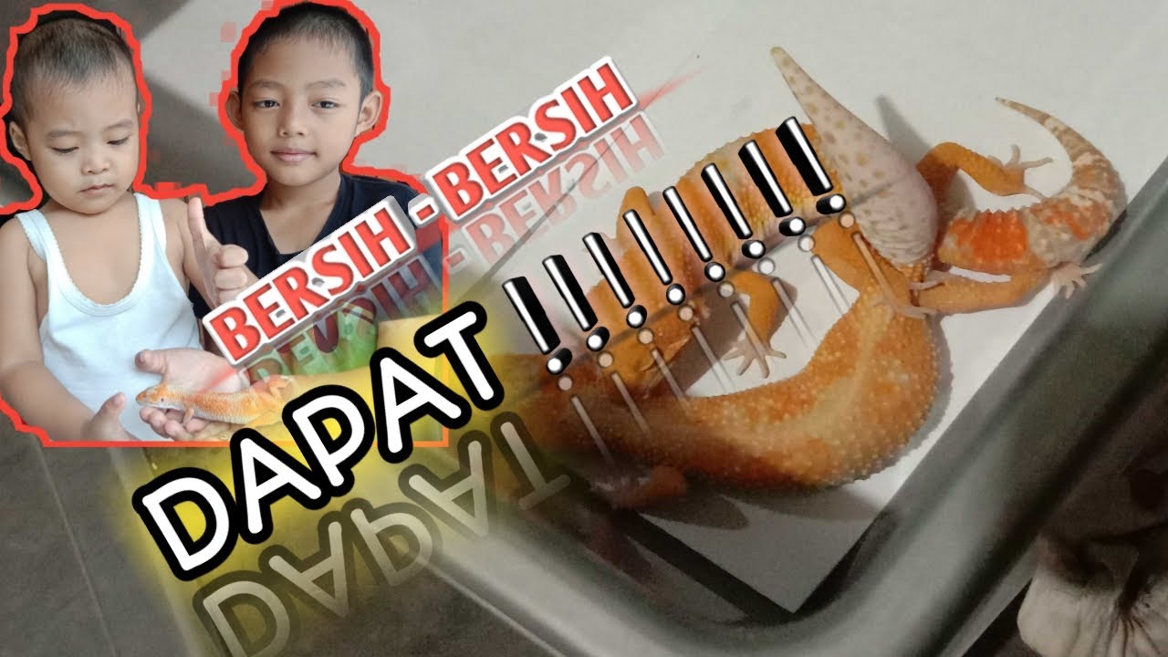 CARA MEMANEN TELUR GECKO || REPTIL JAKARTA || REPTIL NUSANTARA - YouTube