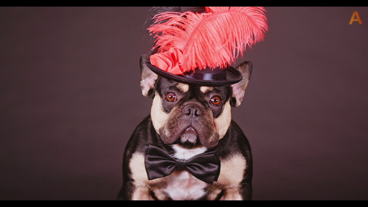 Animalia's adorable dog Pugsy - YouTube