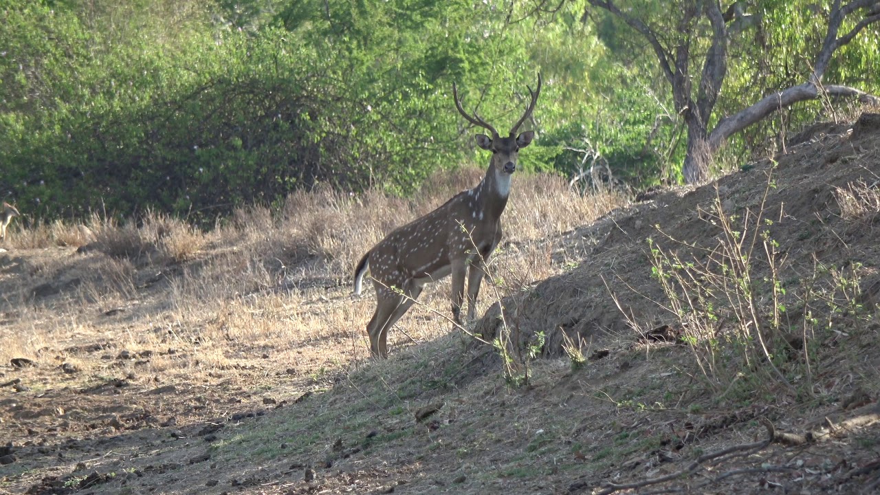 Chital Deer Hunting. Hunting Australia - YouTube
