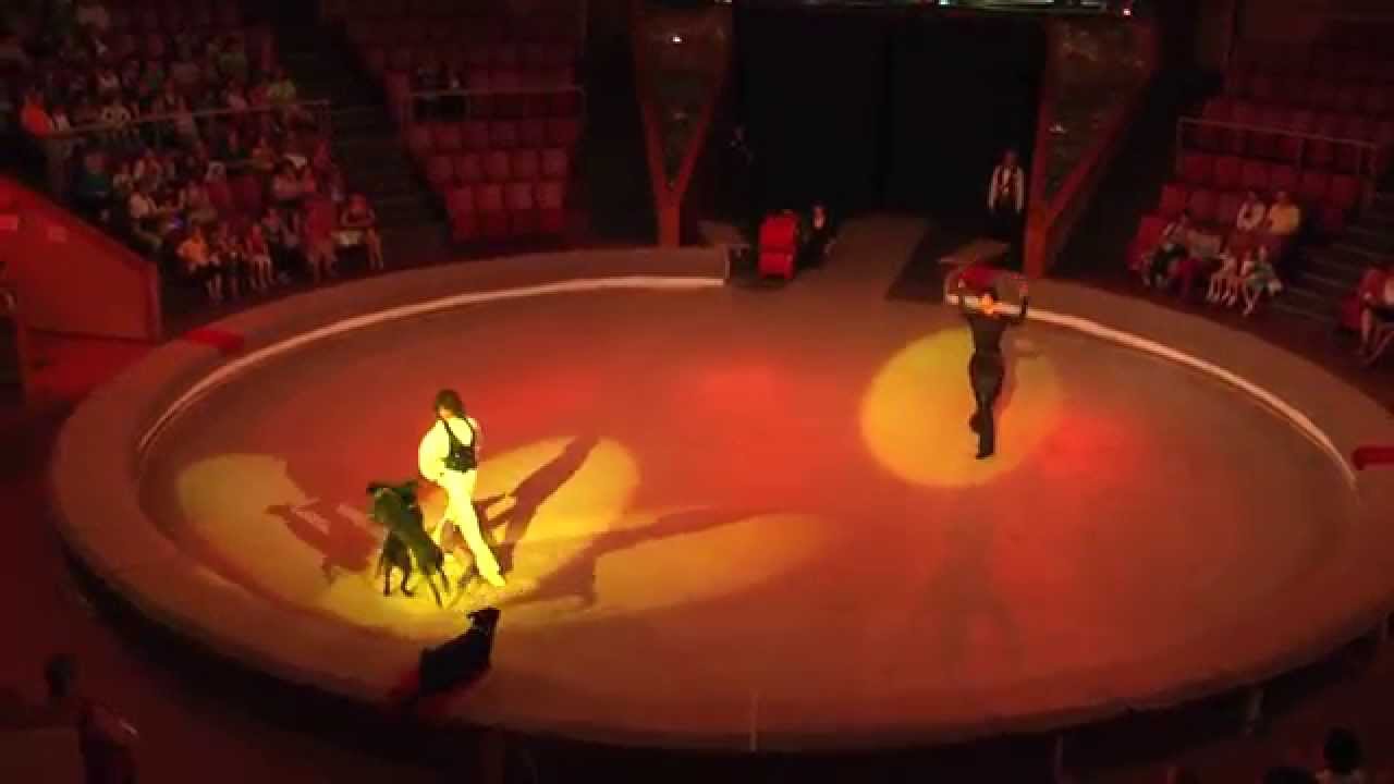 Circus cats and dogs Marina Alex Krot - YouTube