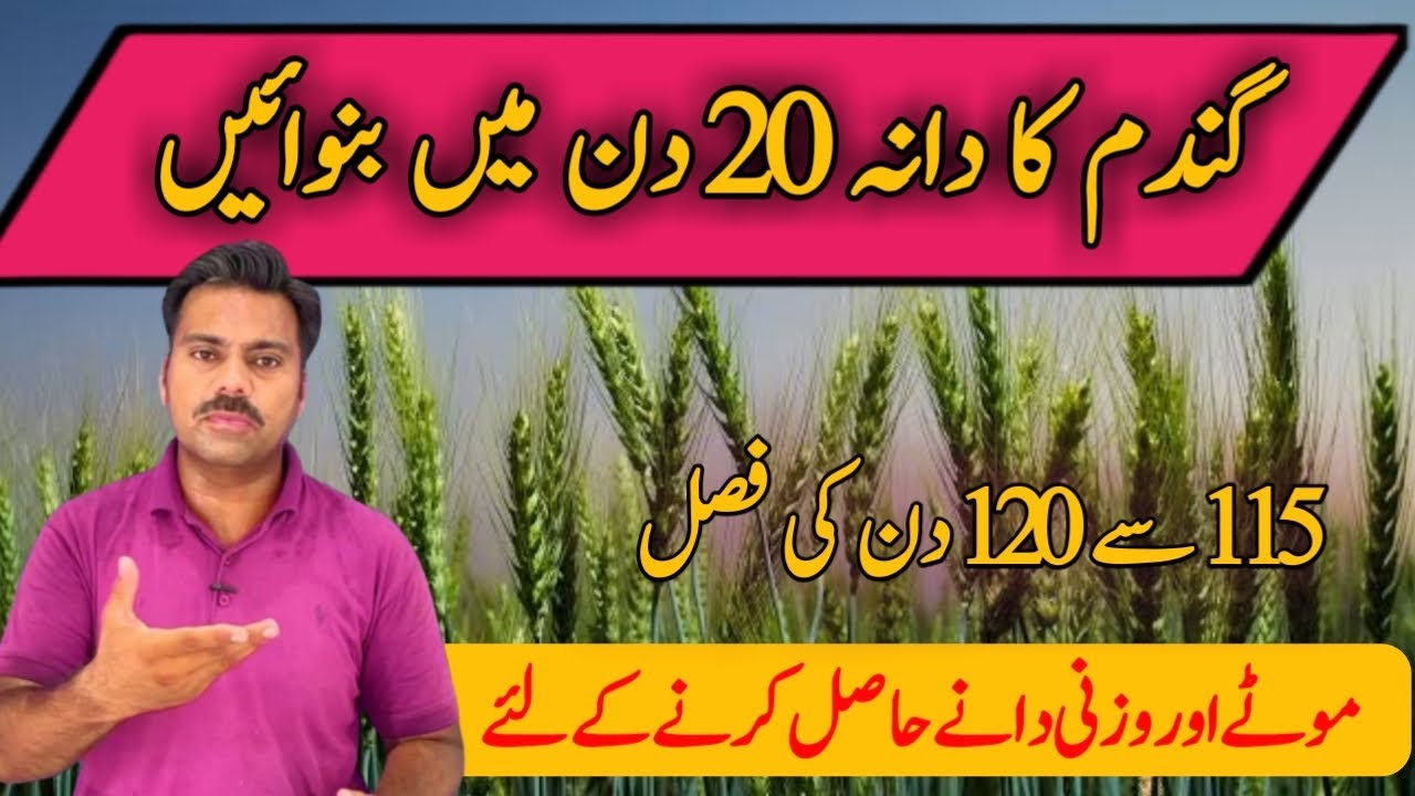 Wheat crop care at grains filling stage | How to increase wheat grain ...