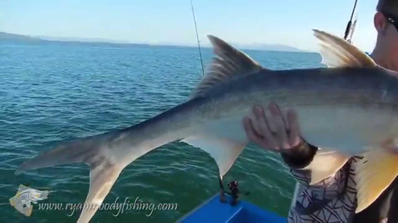 Massive threadfin foul hooked - YouTube