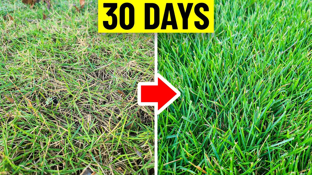Lawn Recovery in 30 Days - Attempt to Fix Ugly Lawn in One Month - YouTube