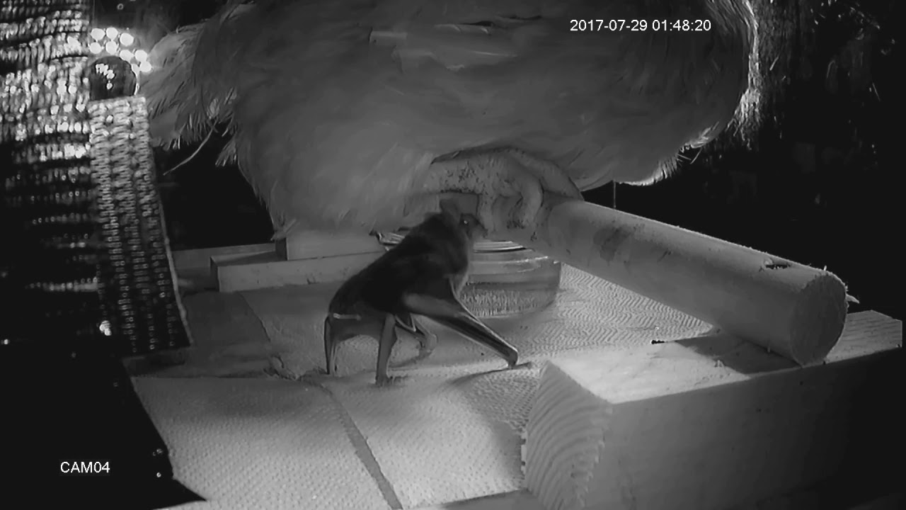 A captive-born vampire bat feeding on a live animal for the first time ...