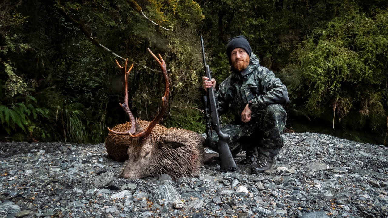 Red Deer, Chamois & Tahr Hunting | South Island | West Coast | Roar ...