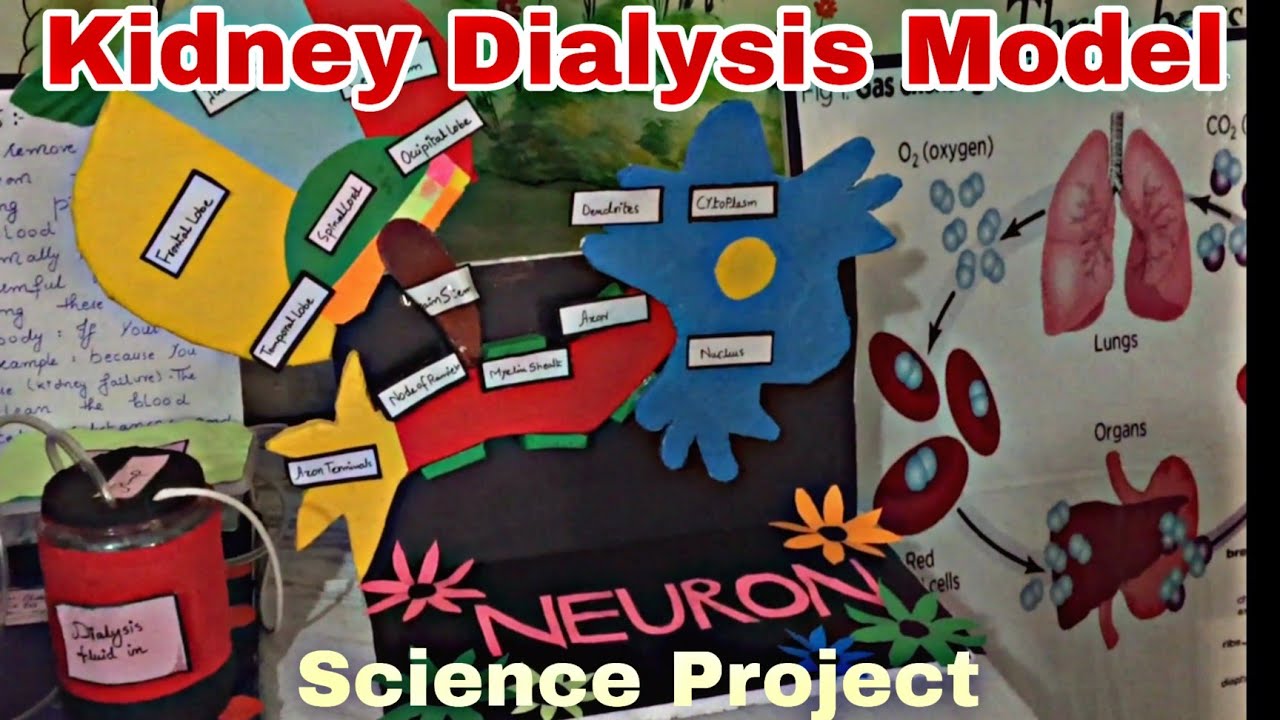 Kidney Dialysis Model | Kidney Dialysis Project | Best Science Project ...