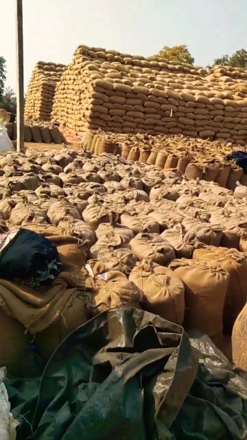 Village Dhan Mandi #rap #paddyfarming #farming #paddystore#short# ...