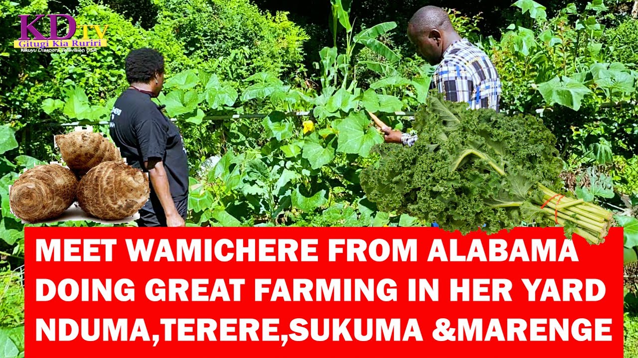 AMAZING LADY IN ALABAMA WHO SUPPLIES NDUMA ,MARENGE SUKUMA WIKI & OTHER ...