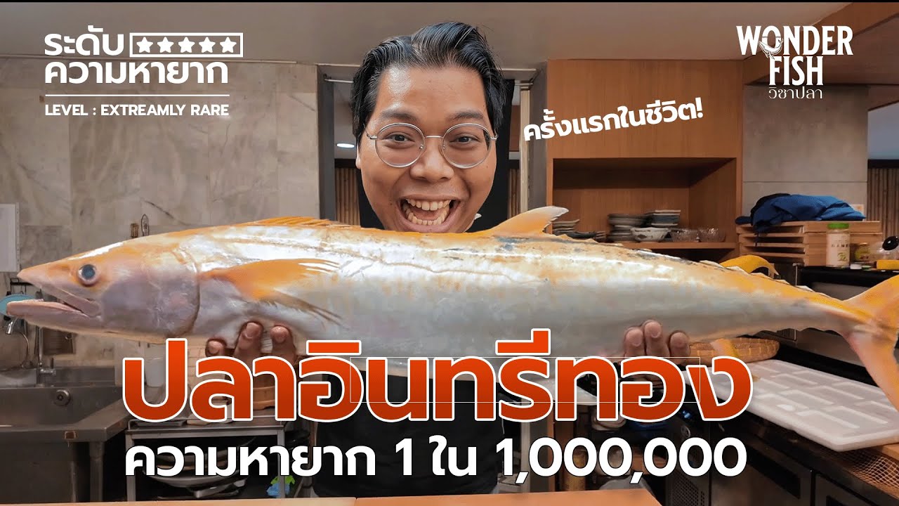 "ปลาอินทรีทอง" ความหายากระดับ 1 ใน 1,000,000 ของทะเลไทย #wonderfish ...
